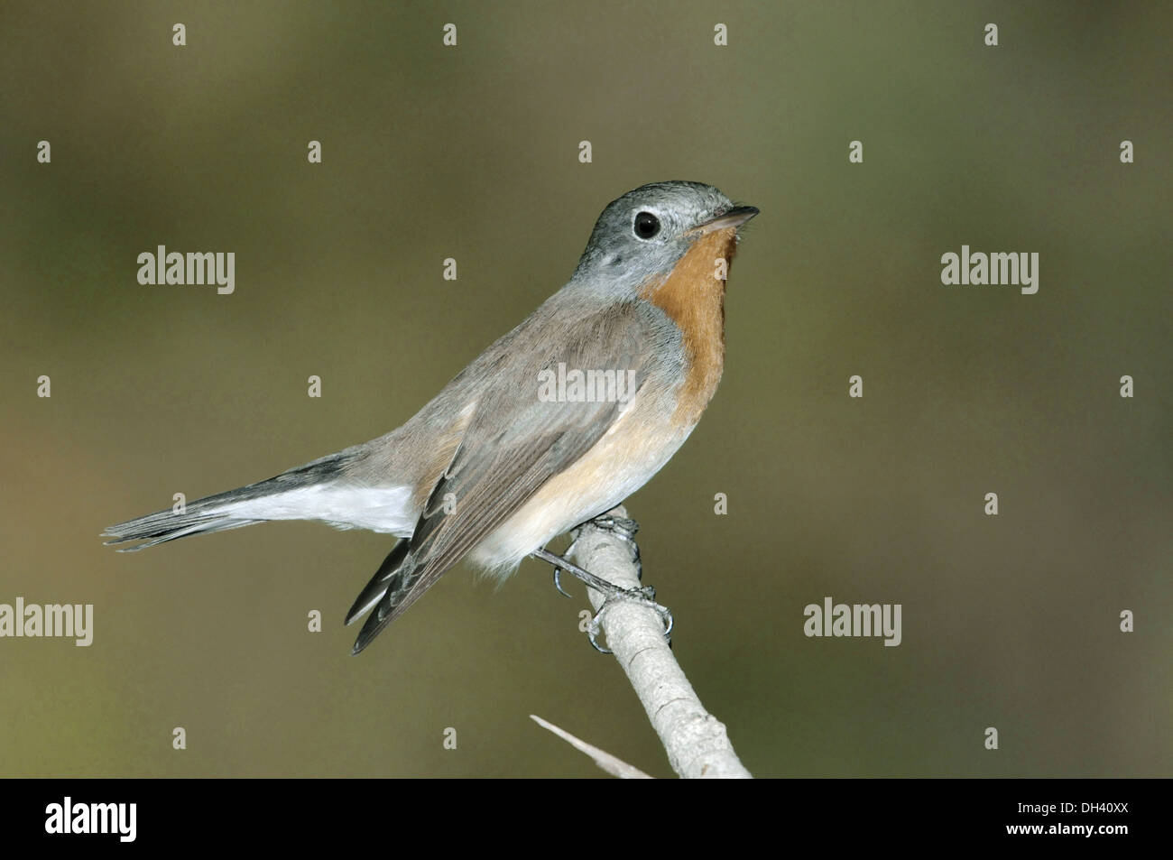 Red-breasted Flycatcher Ficedula parva Stock Photo - Alamy