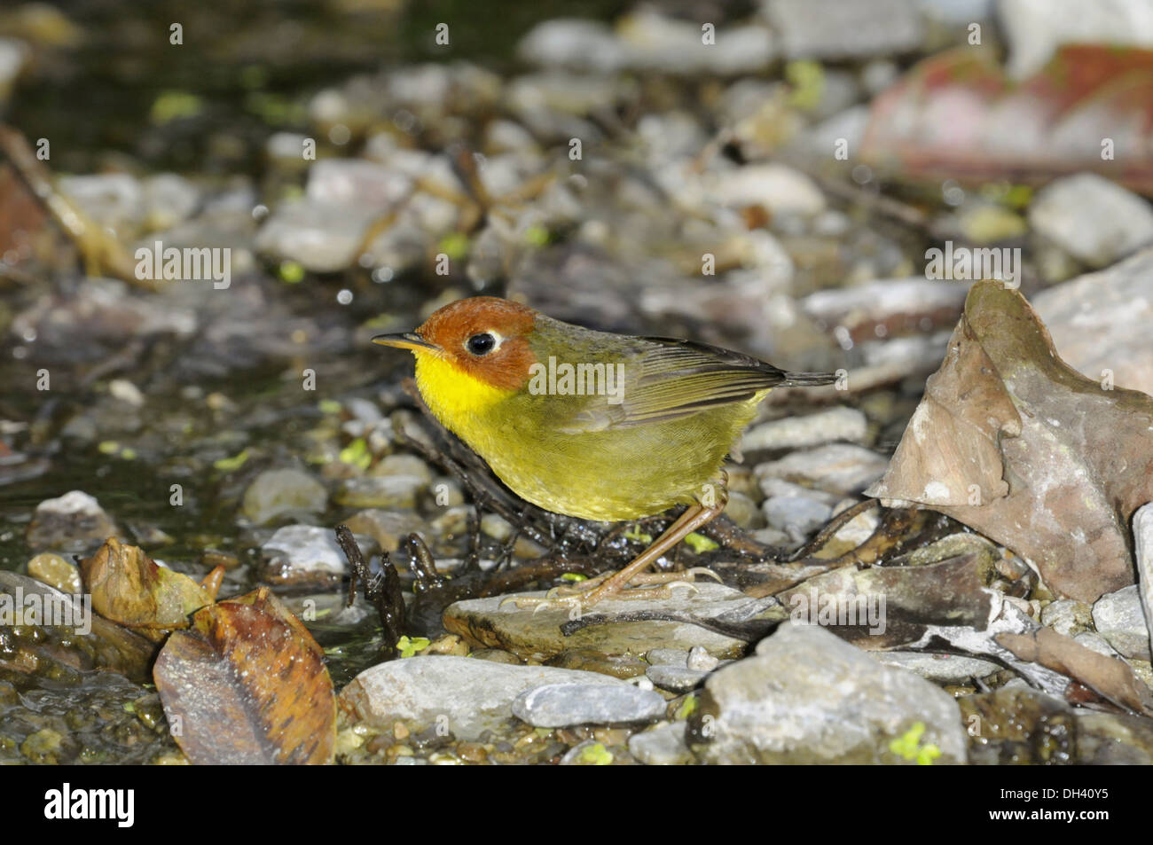 Chestnut-headed Tesia - Tesia castaneocoronata Stock Photo - Alamy