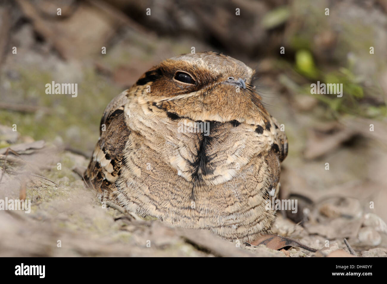 Long Tailed Nightjar Stock Photos & Long Tailed Nightjar Stock Images ...