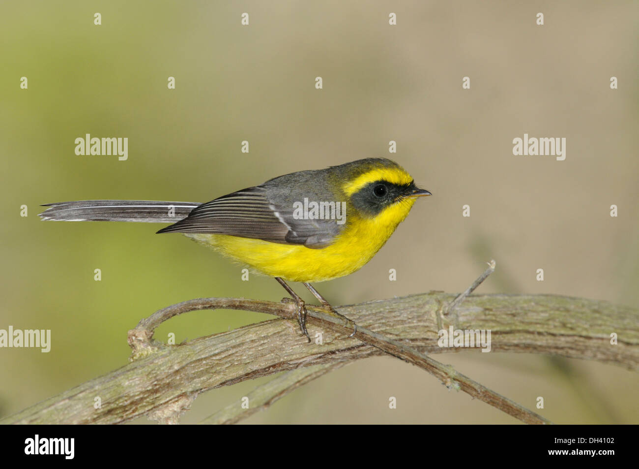Yellow bellied fantail hi-res stock photography and images - Alamy
