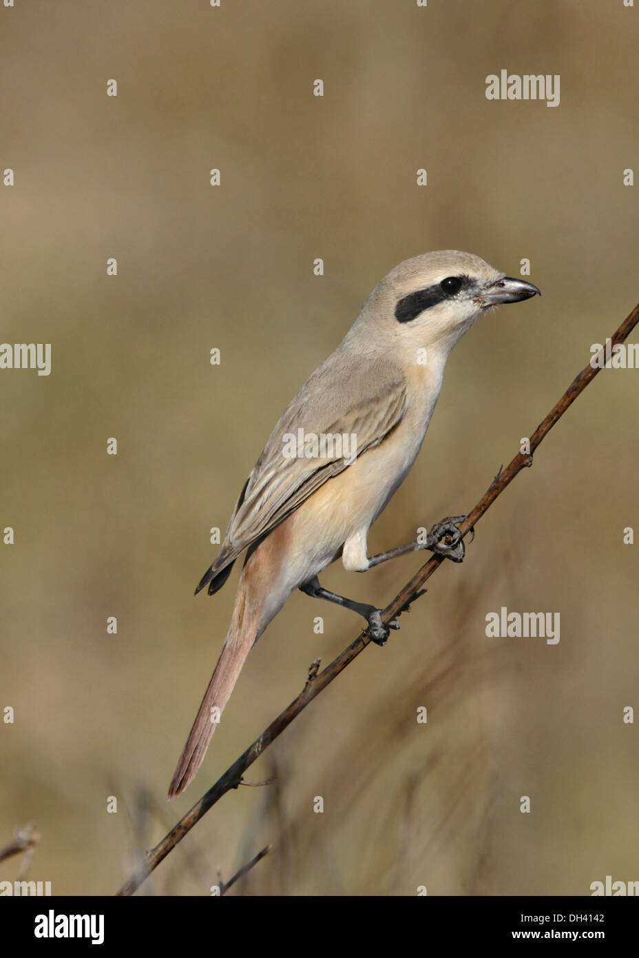 Isabelline Shrike - Lanius isabellinus Stock Photo - Alamy