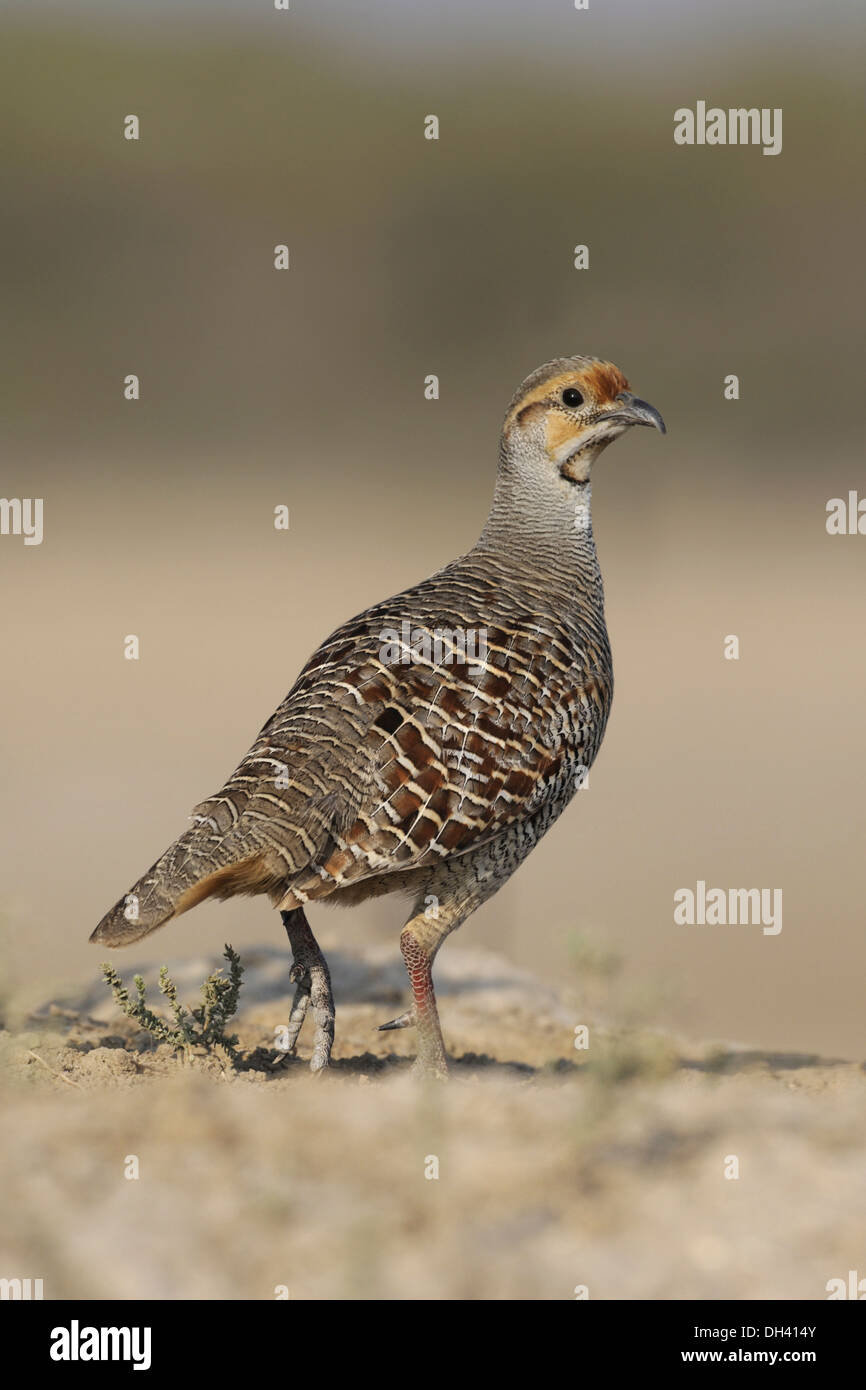 Grey francolin francolinus pondicerianus hi-res stock photography and ... Grey francolin francolinus pondicerianus hi-res stock photography and ...