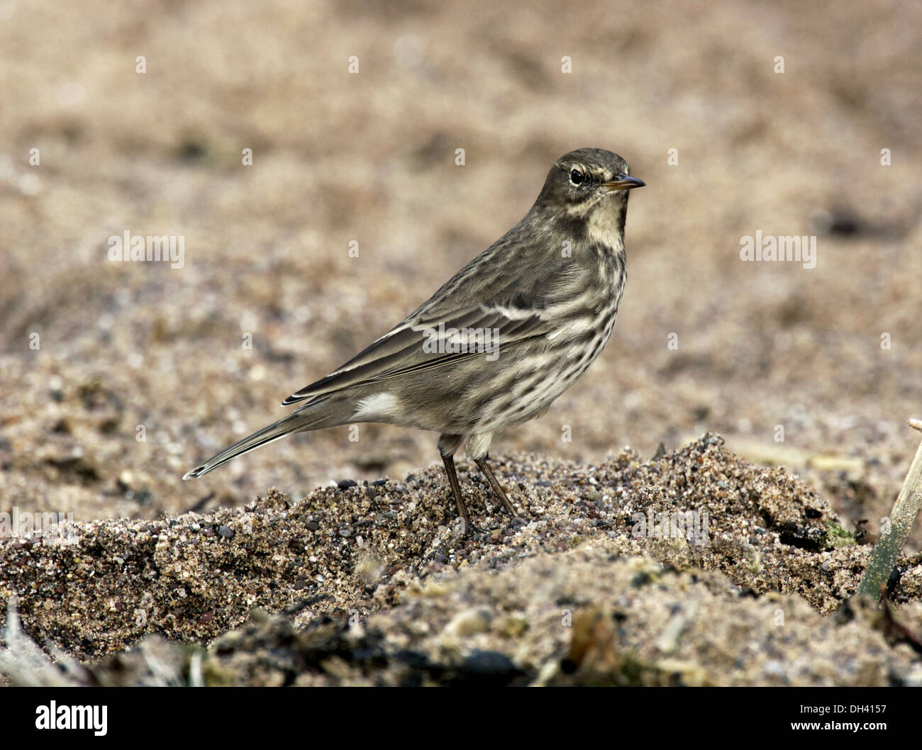 British rock pipit hi-res stock photography and images - Alamy
