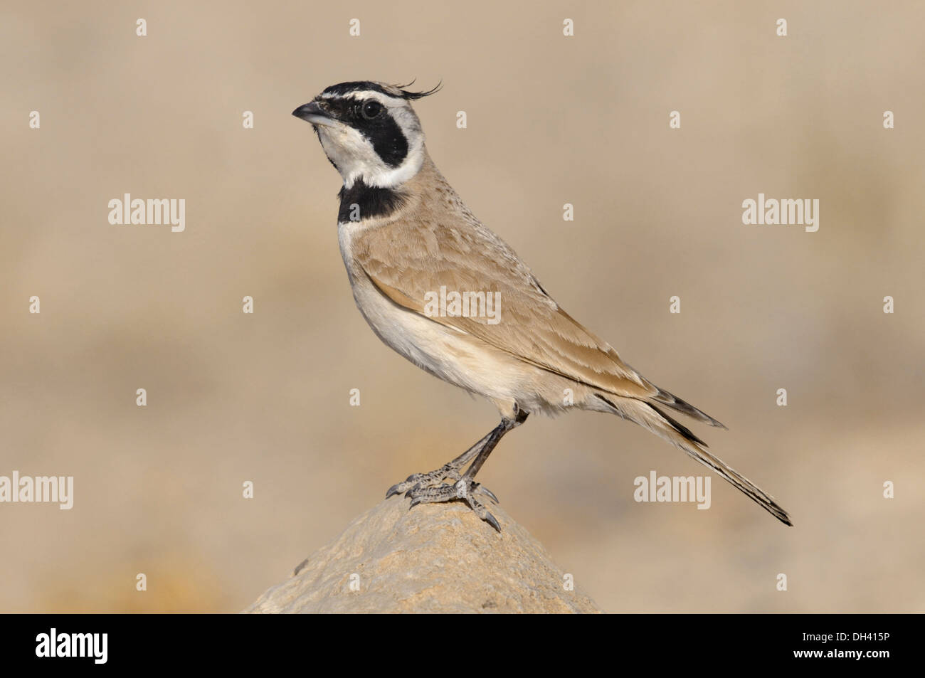 Temminck's Lark - Eremophila bilopha Stock Photo - Alamy