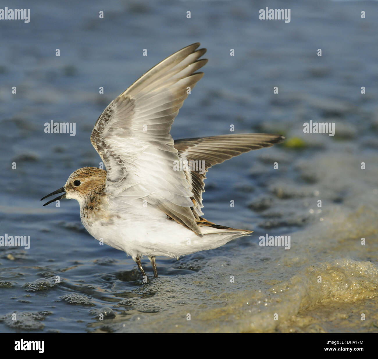 Little Stint Calidris minuta Stock Photo - Alamy