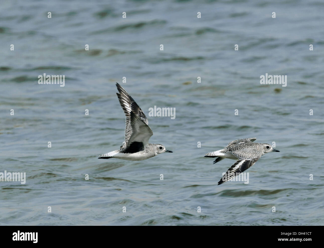 Grey Plover Pluvialis squatarola Stock Photo - Alamy