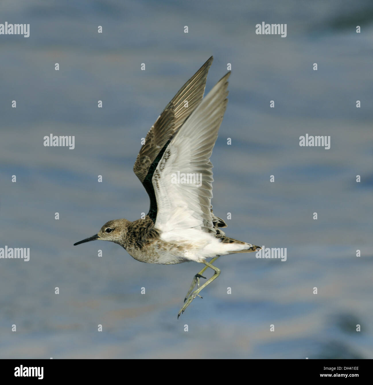 Ruff in flight hi-res stock photography and images - Alamy