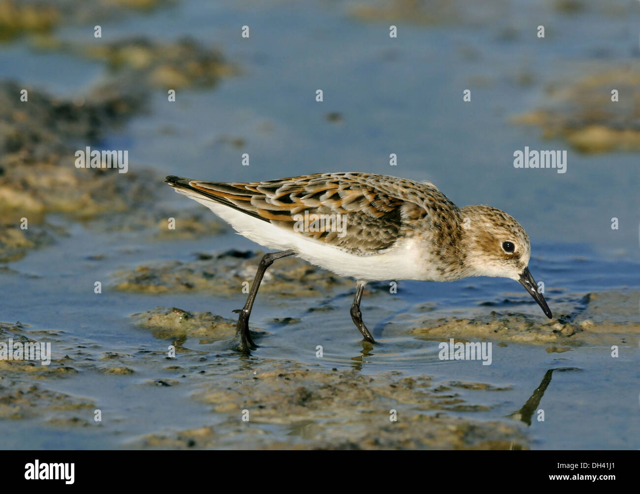 Little Stint Calidris minuta Stock Photo - Alamy