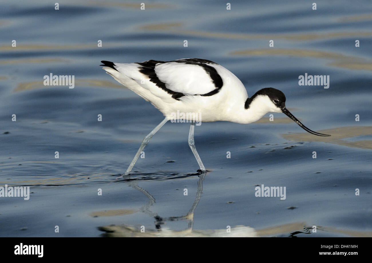 Avocet Recurvirostra avosetta Stock Photo - Alamy