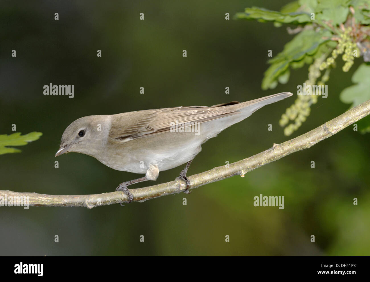 Garden Warbler Sylvia borin Stock Photo - Alamy