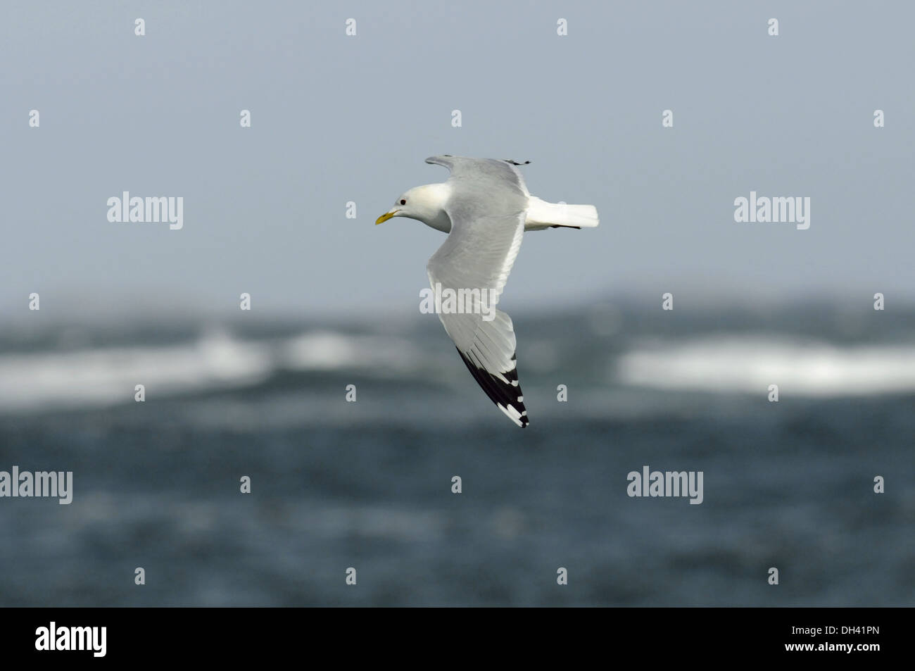 Flying larus canus hi-res stock photography and images - Alamy