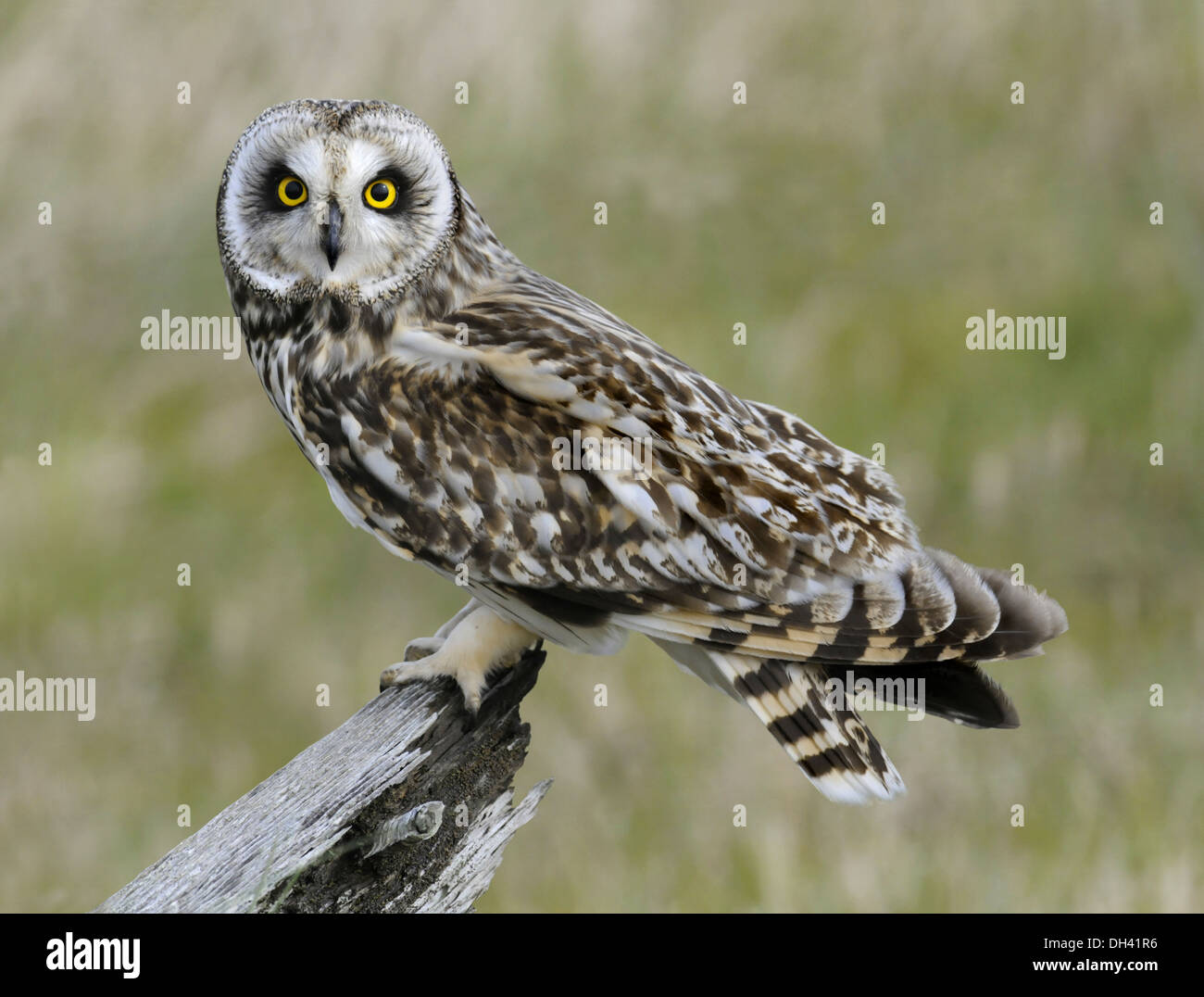 Short eared owl hi-res stock photography and images - Alamy