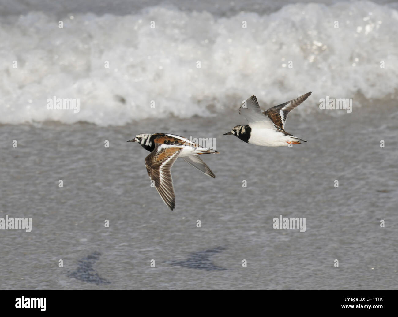 Turnstone flight hi-res stock photography and images - Alamy