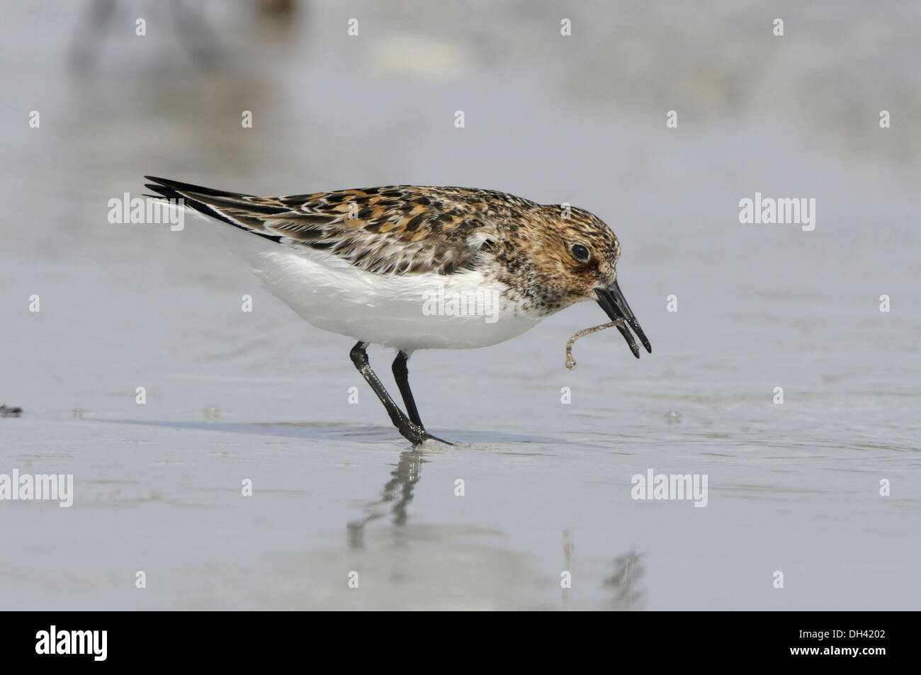 Sanderling calidris alba birds hi-res stock photography and images - Alamy