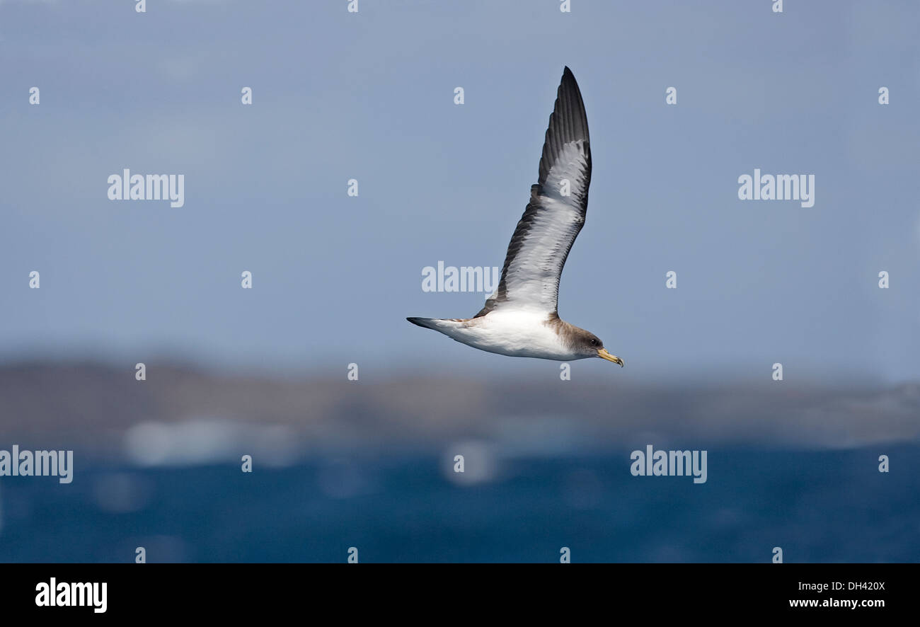 Shearwaters hi-res stock photography and images - Alamy