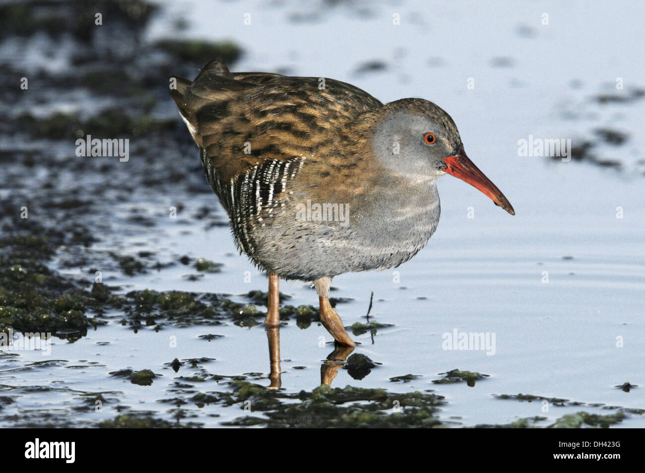 Water Rail Rallus aquaticus Stock Photo - Alamy