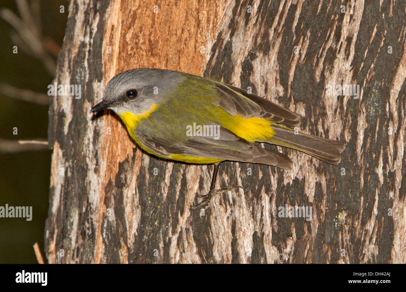 Australian eastern yellow robin, Eopsaltria australis, on side of tree ...