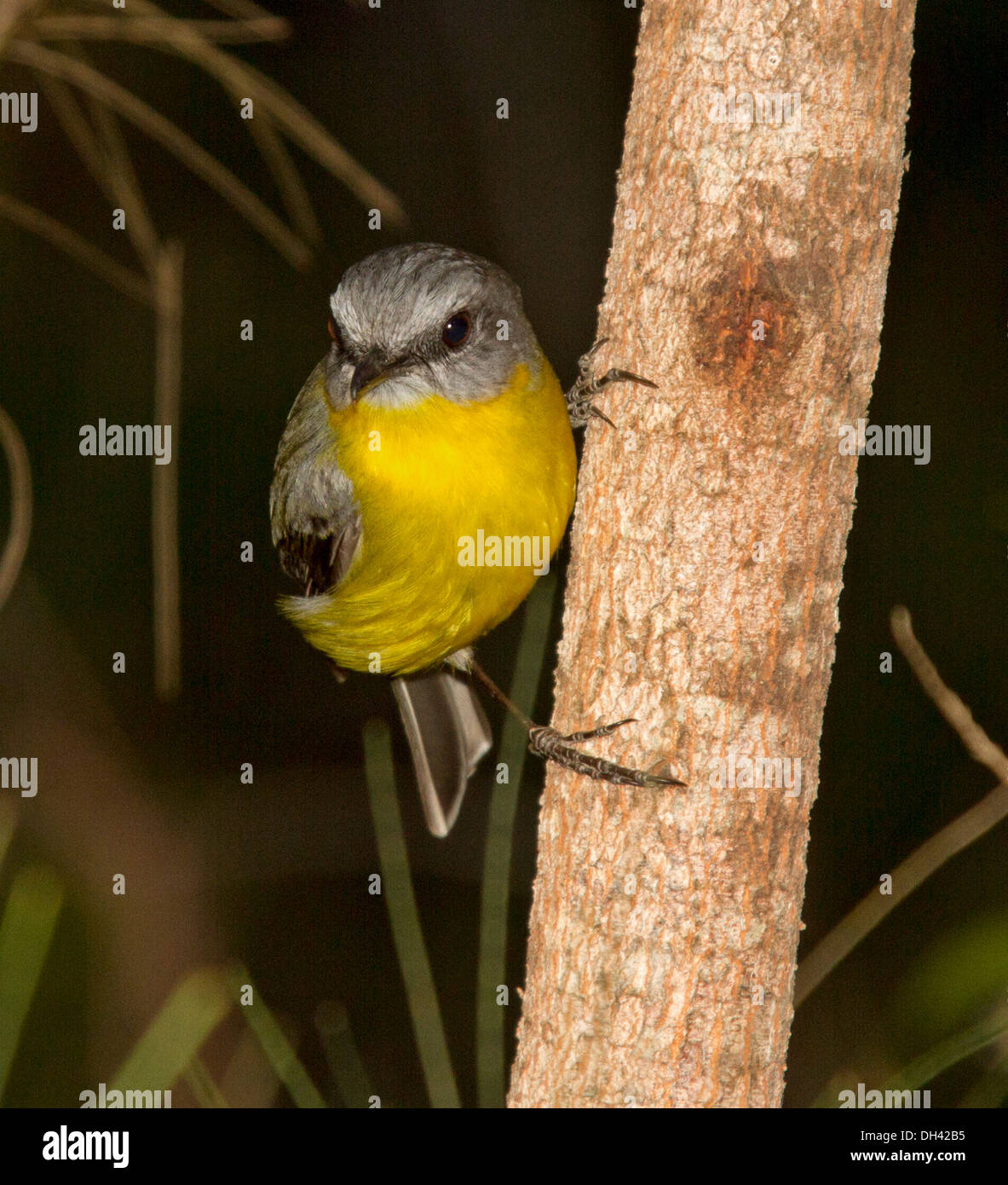 Australian robin hi-res stock photography and images - Alamy