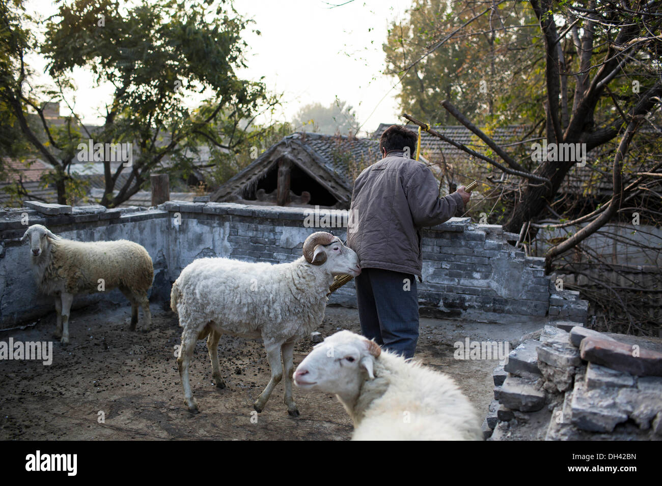 Sha sheep hi-res stock photography and images - Alamy