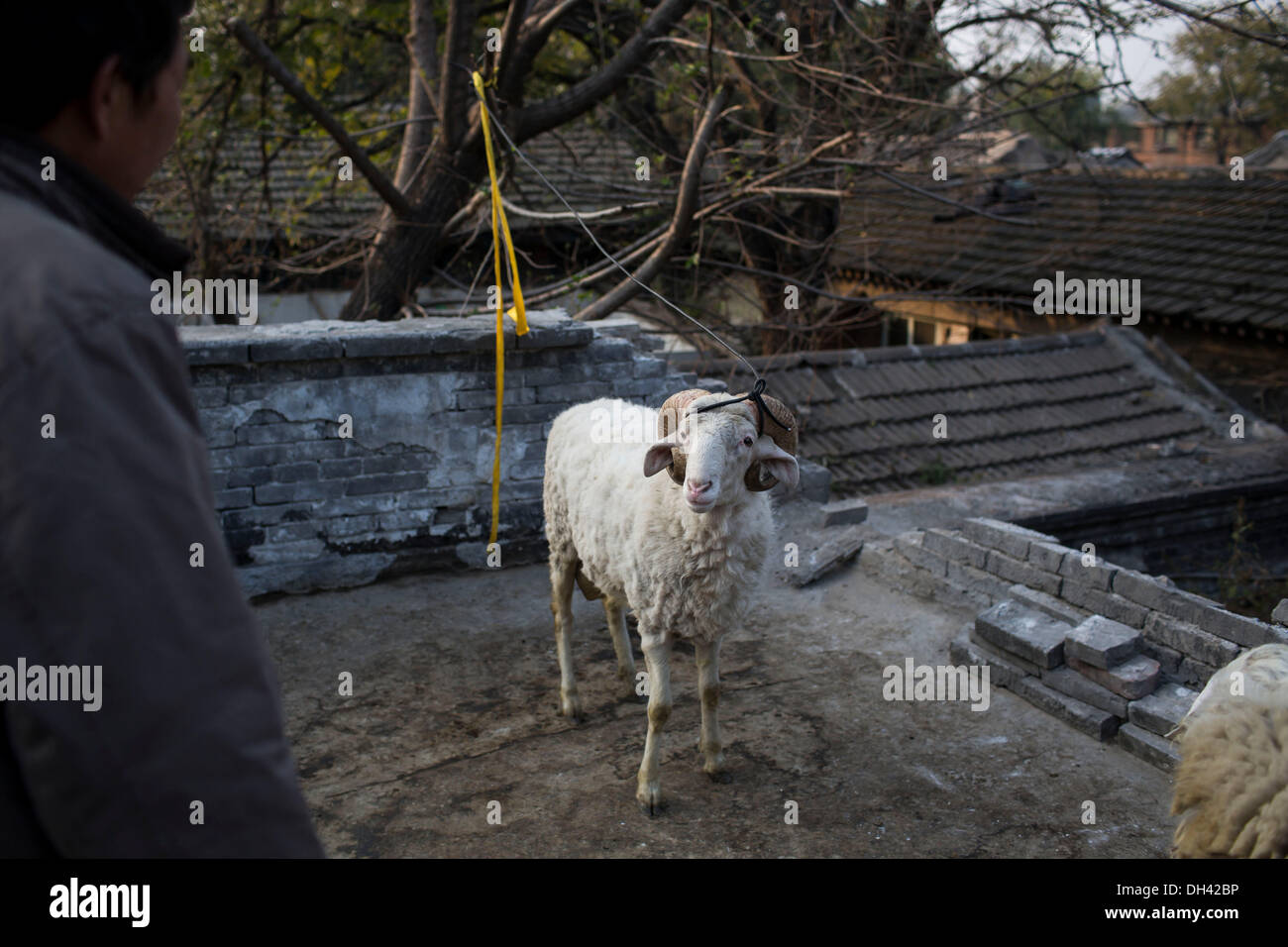 Sha sheep hi-res stock photography and images - Alamy