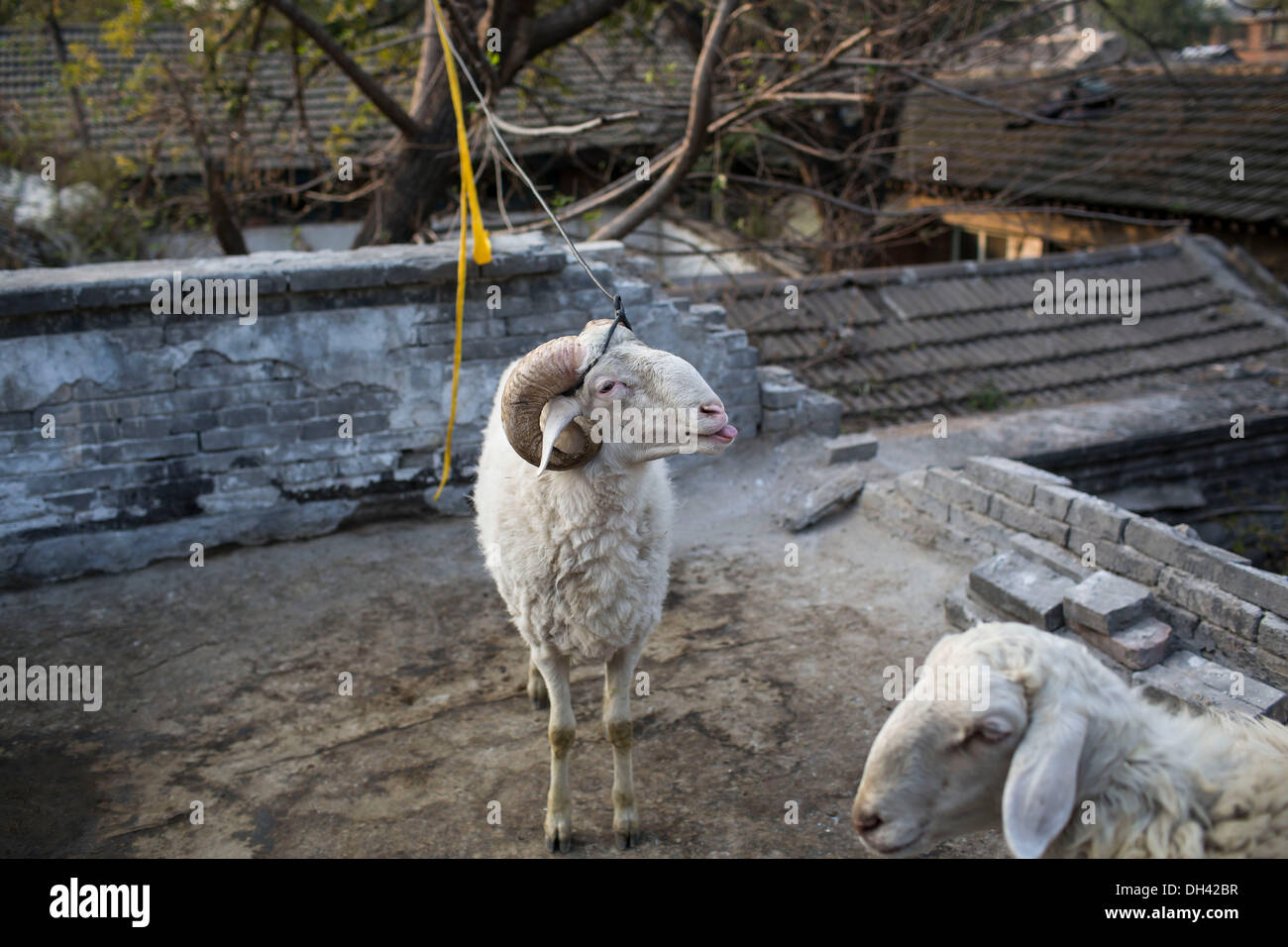 Sha sheep hi-res stock photography and images - Alamy