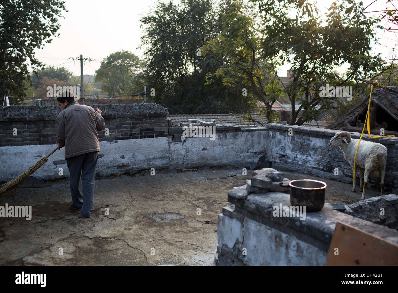 Sha sheep hi-res stock photography and images - Alamy