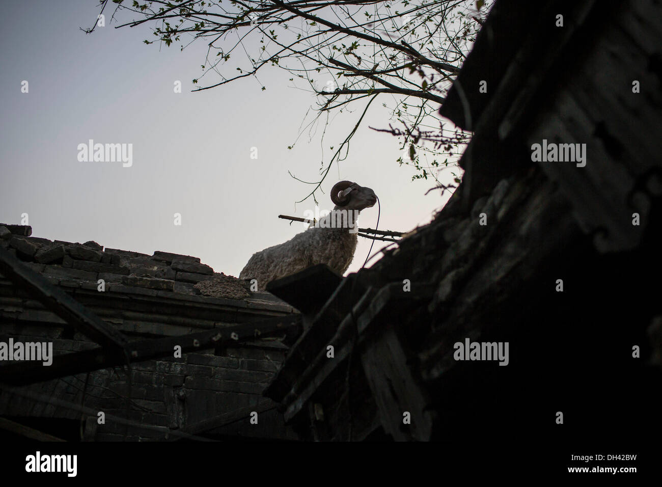 Sha sheep hi-res stock photography and images - Alamy