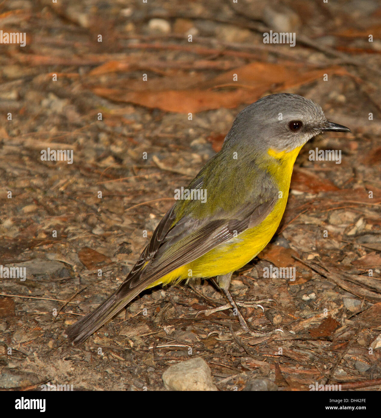 Australian robin hi-res stock photography and images - Alamy