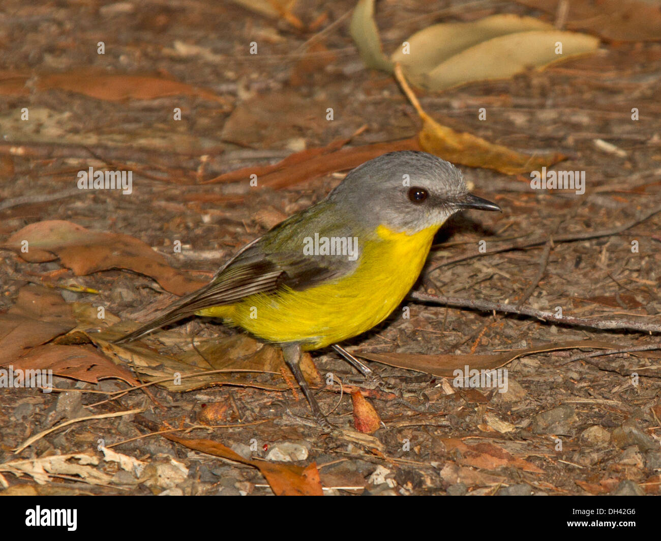 Australian robin hi-res stock photography and images - Alamy