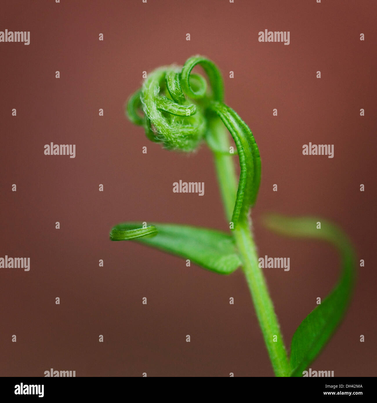 Rfbatch9 hi-res stock photography and images - Alamy