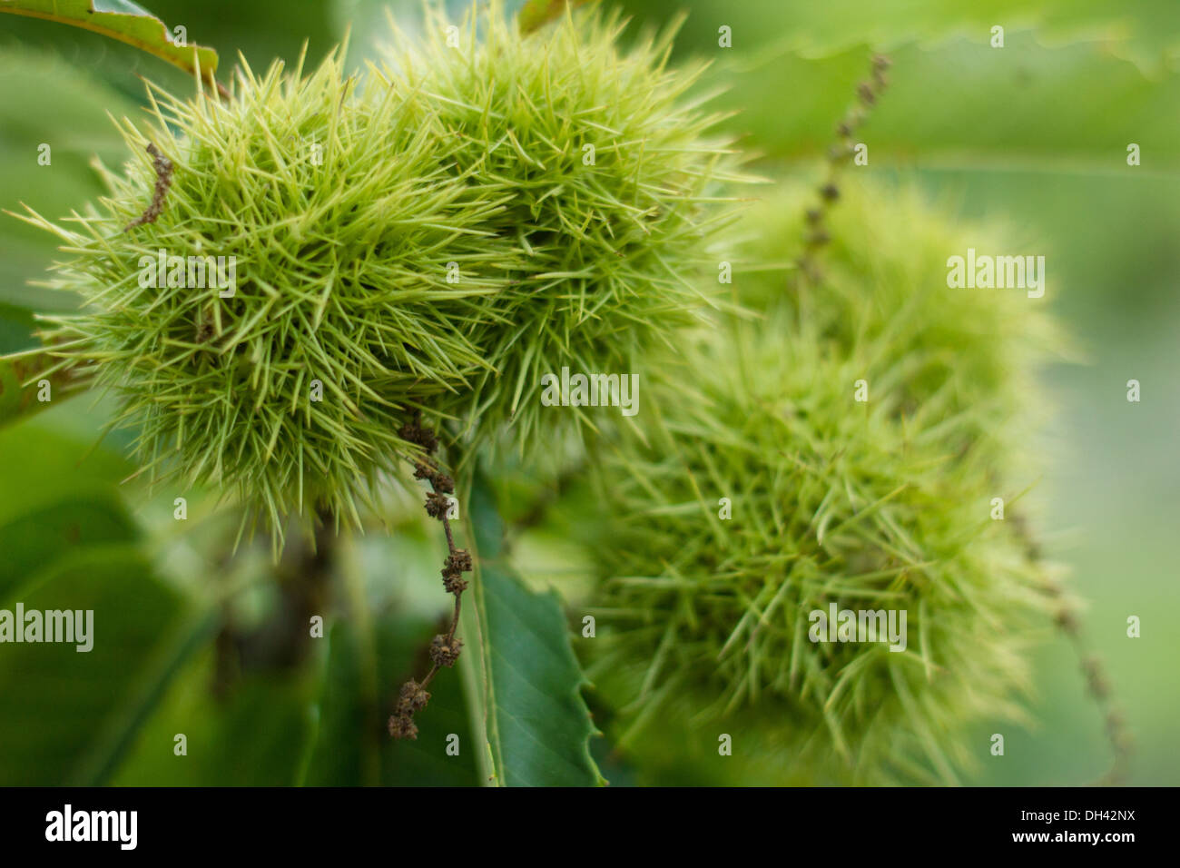 Tree with green leafs hi-res stock photography and images - Alamy