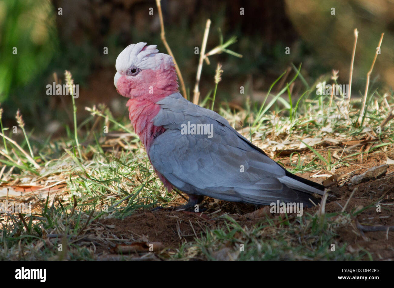 Pink parrot australian galah parrot High Resolution Stock Photography ...