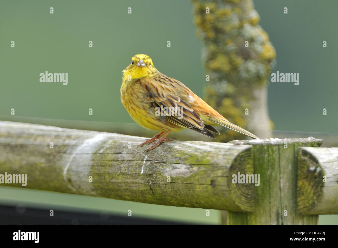 Yellowhammers hi-res stock photography and images - Alamy