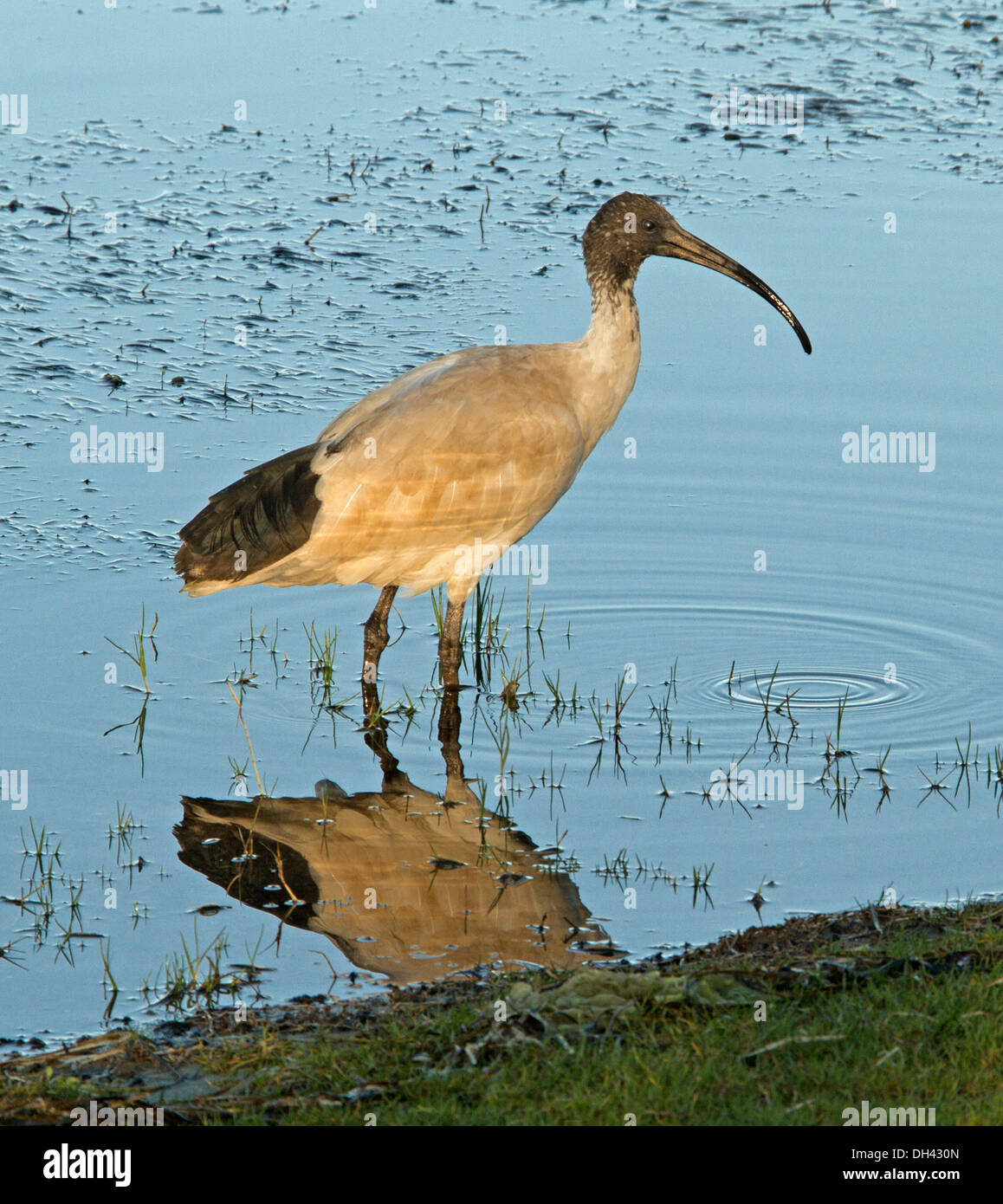 White ibis,threskiornis molucca, wading and reflected in calm blue ...