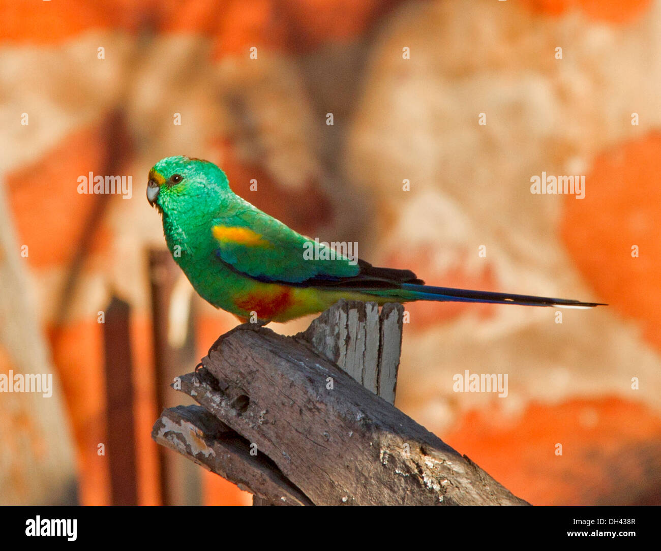 Mulga parrots hi-res stock photography and images - Alamy