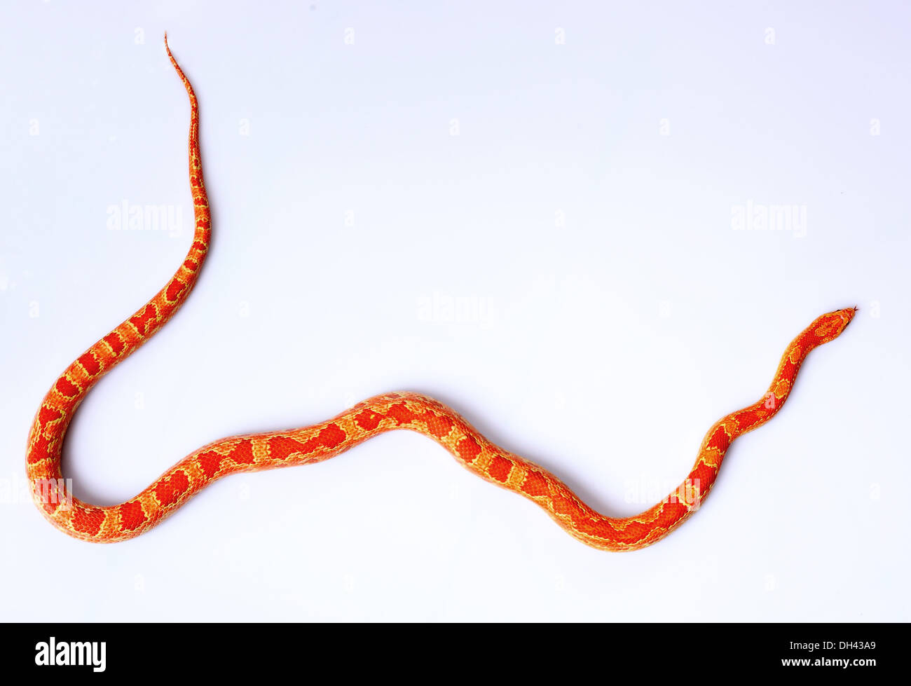 Cornsnake hi-res stock photography and images - Alamy