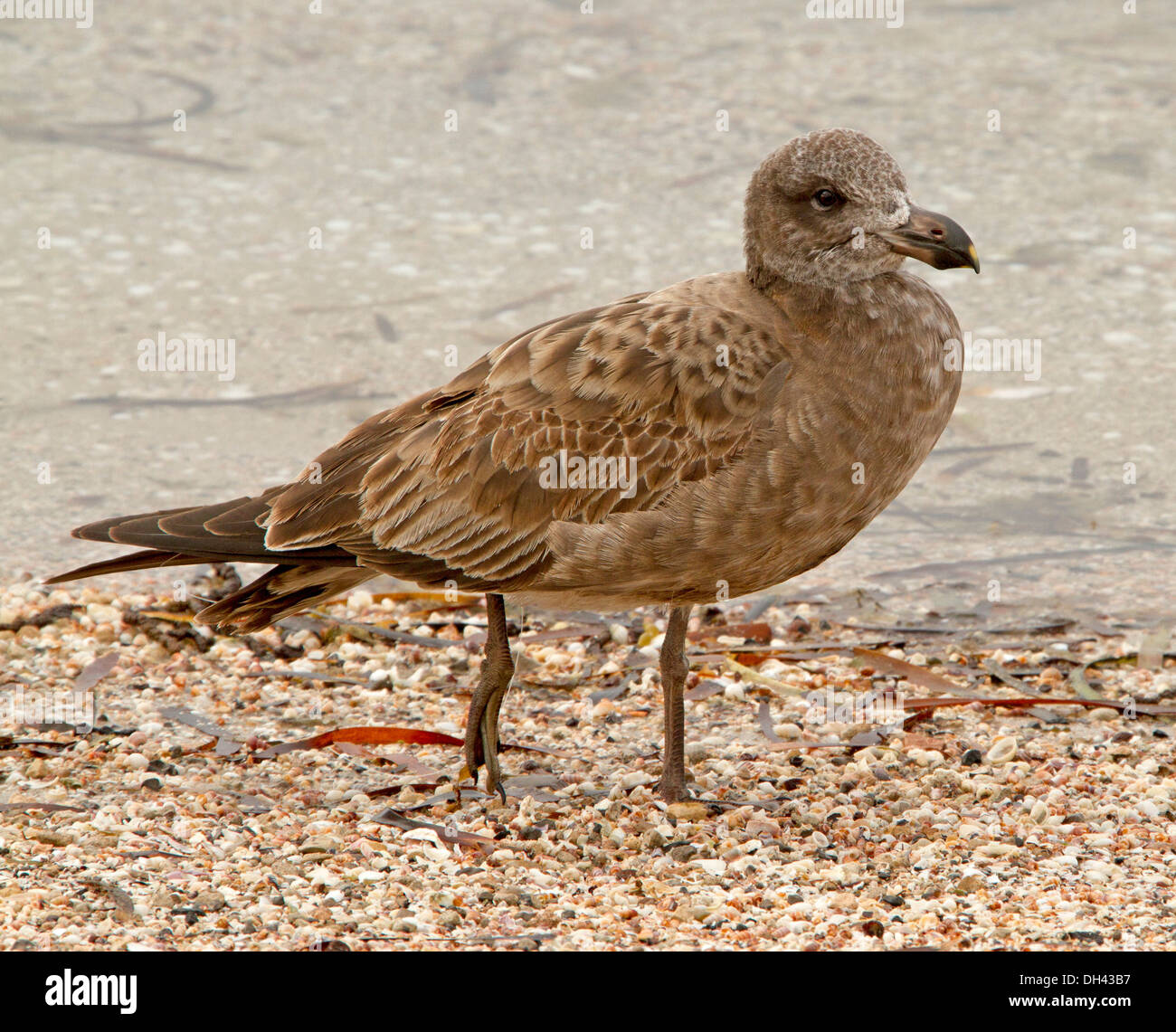 Australian sea gull hi-res stock photography and images - Alamy
