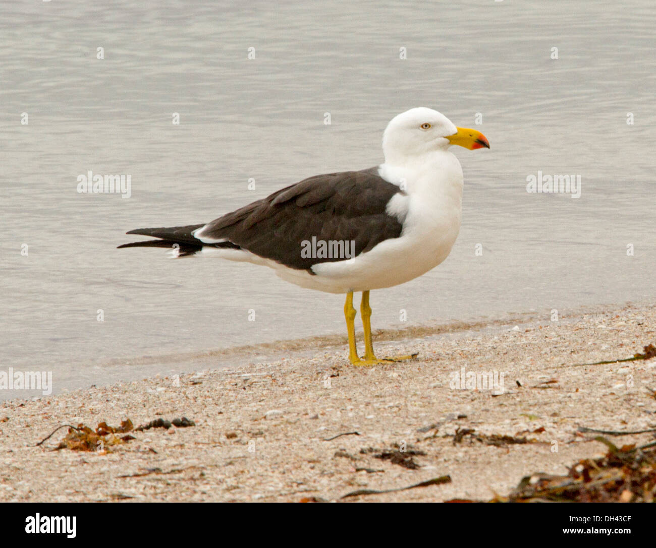 Pacific gull, Larus pacificus, standing on sandy beach at edge of water ...