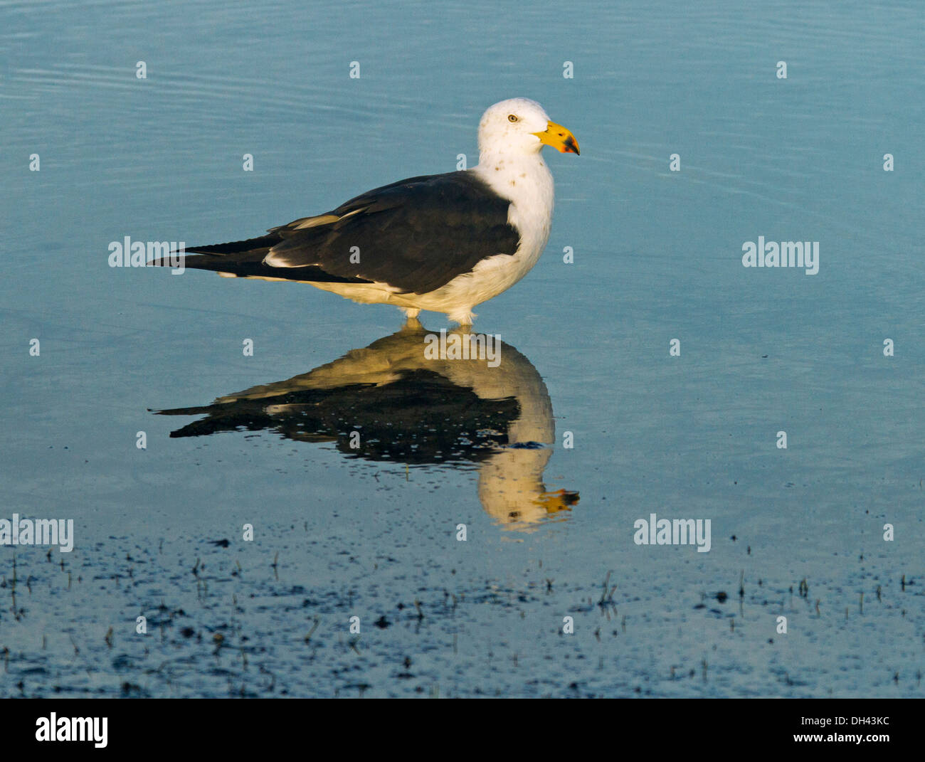 Pacific gull, Larus pacificus, wading and reflected in blue water at ...