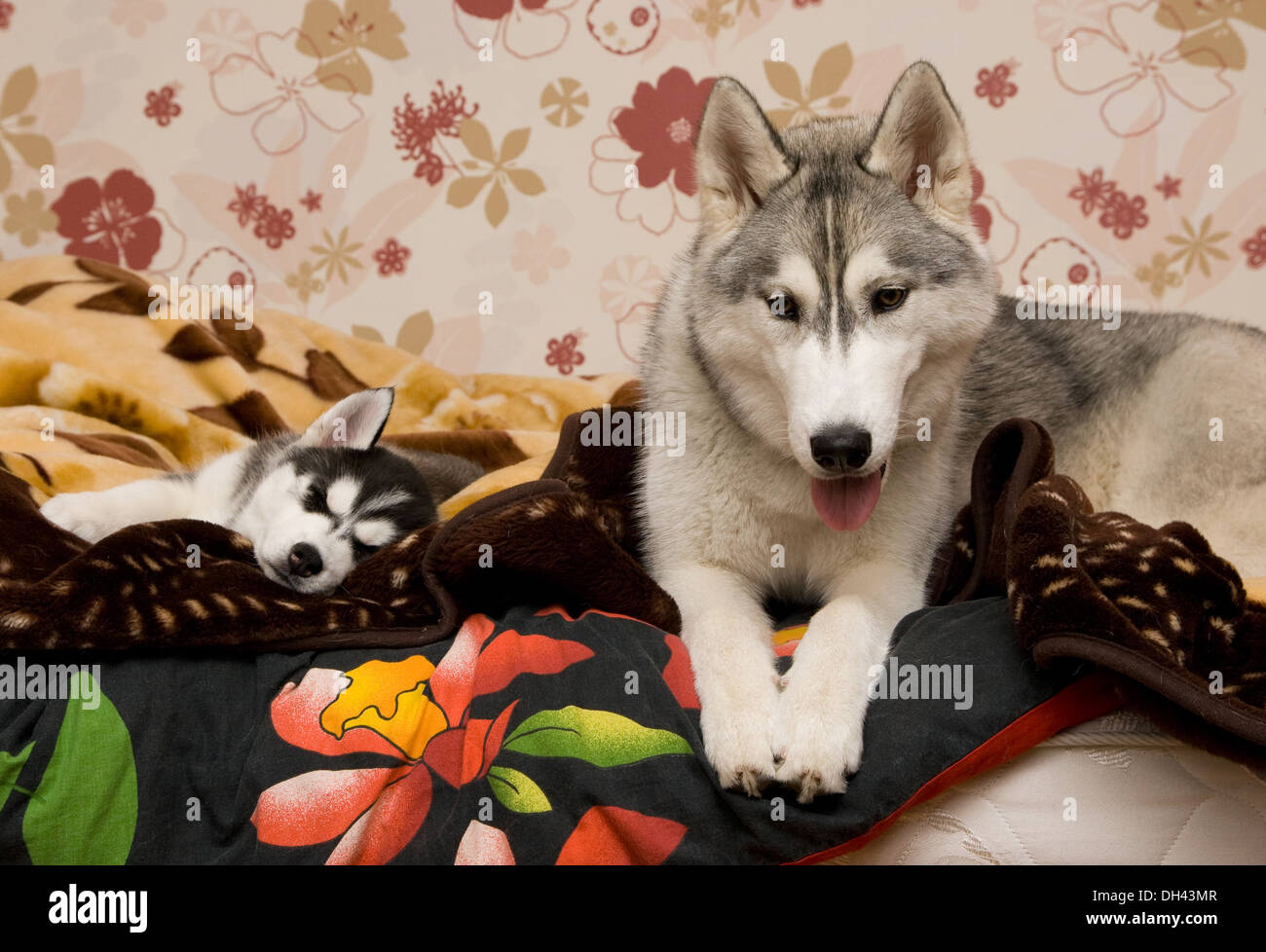 cute siberian husky puppy Stock Photo - Alamy