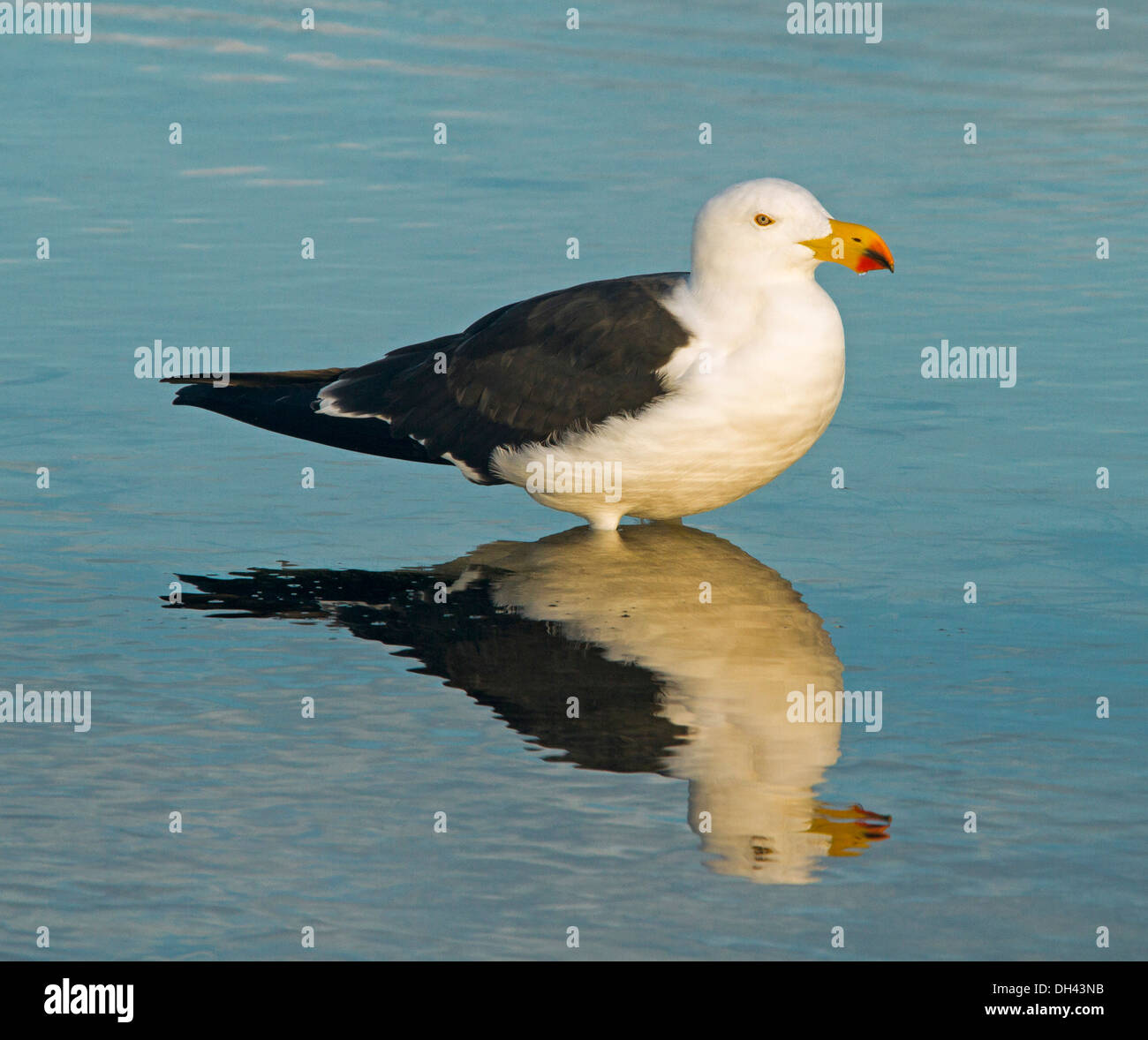 Pacific gull, Larus pacificus, wading and reflected in blue water at ...