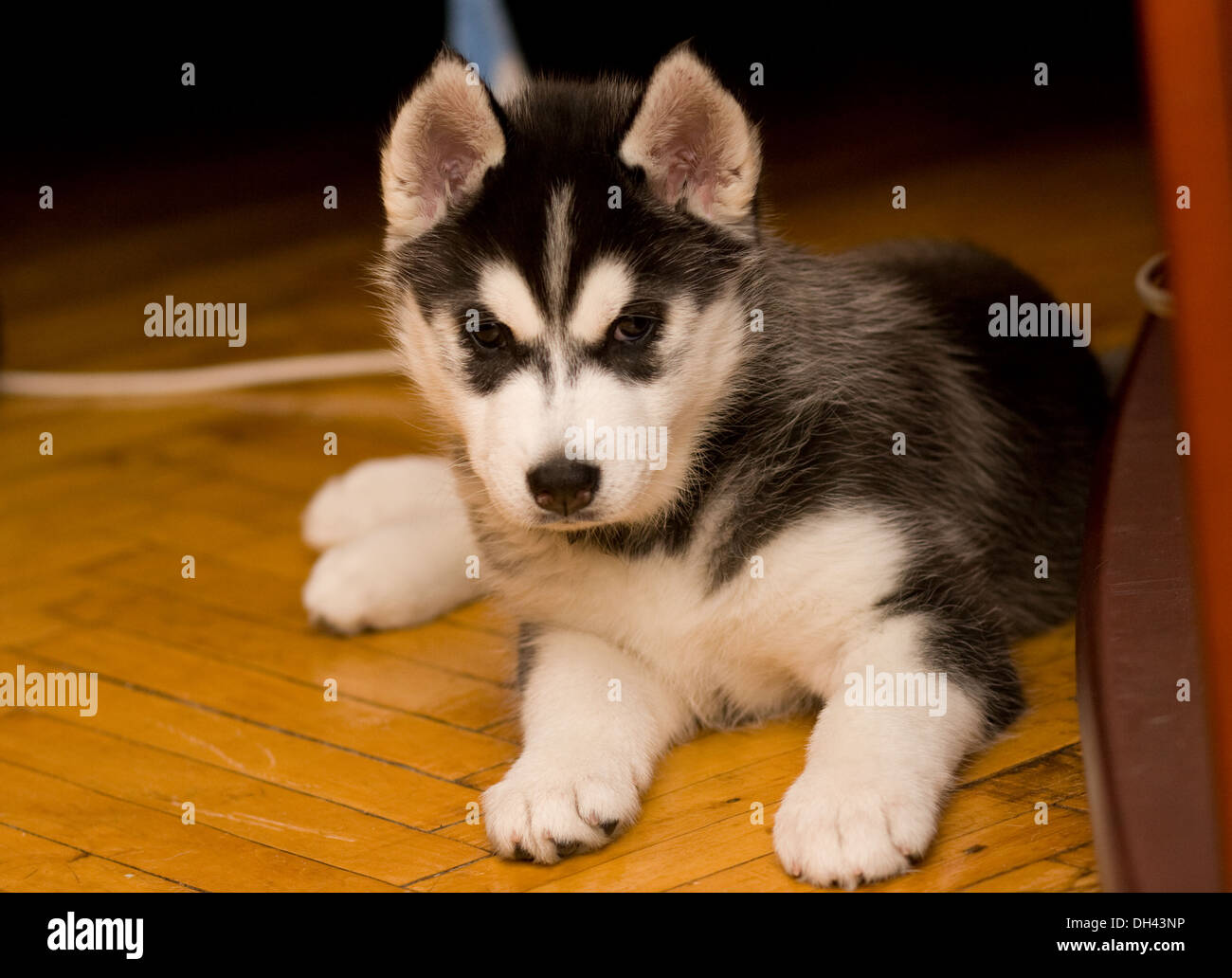 cute siberian husky puppy Stock Photo - Alamy