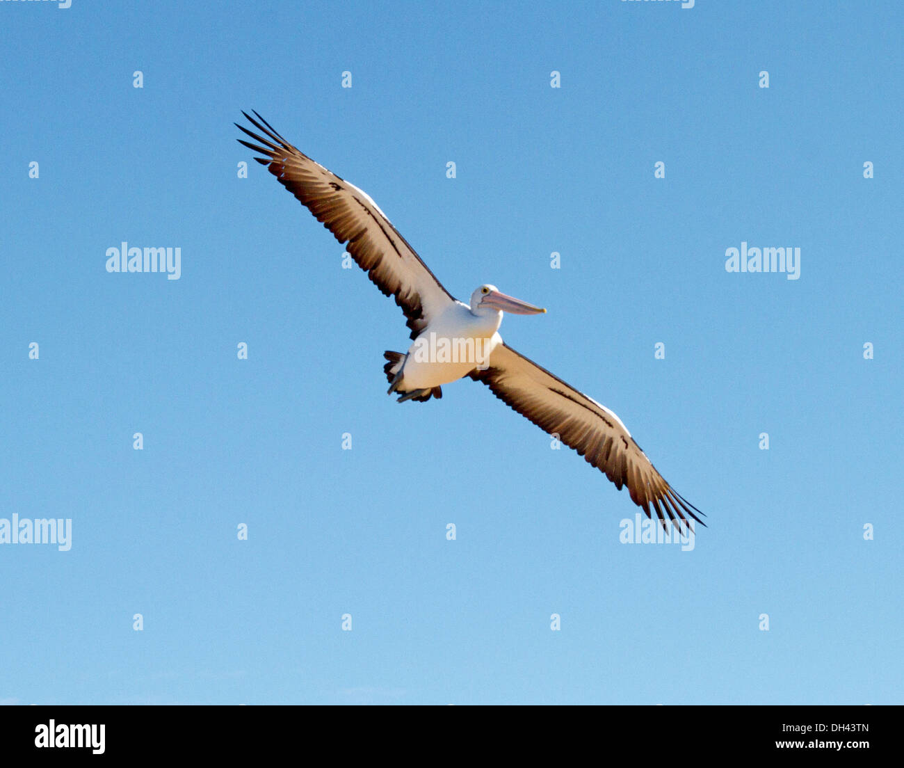 Australian pelican with huge wings outstretched in flight against clear ...