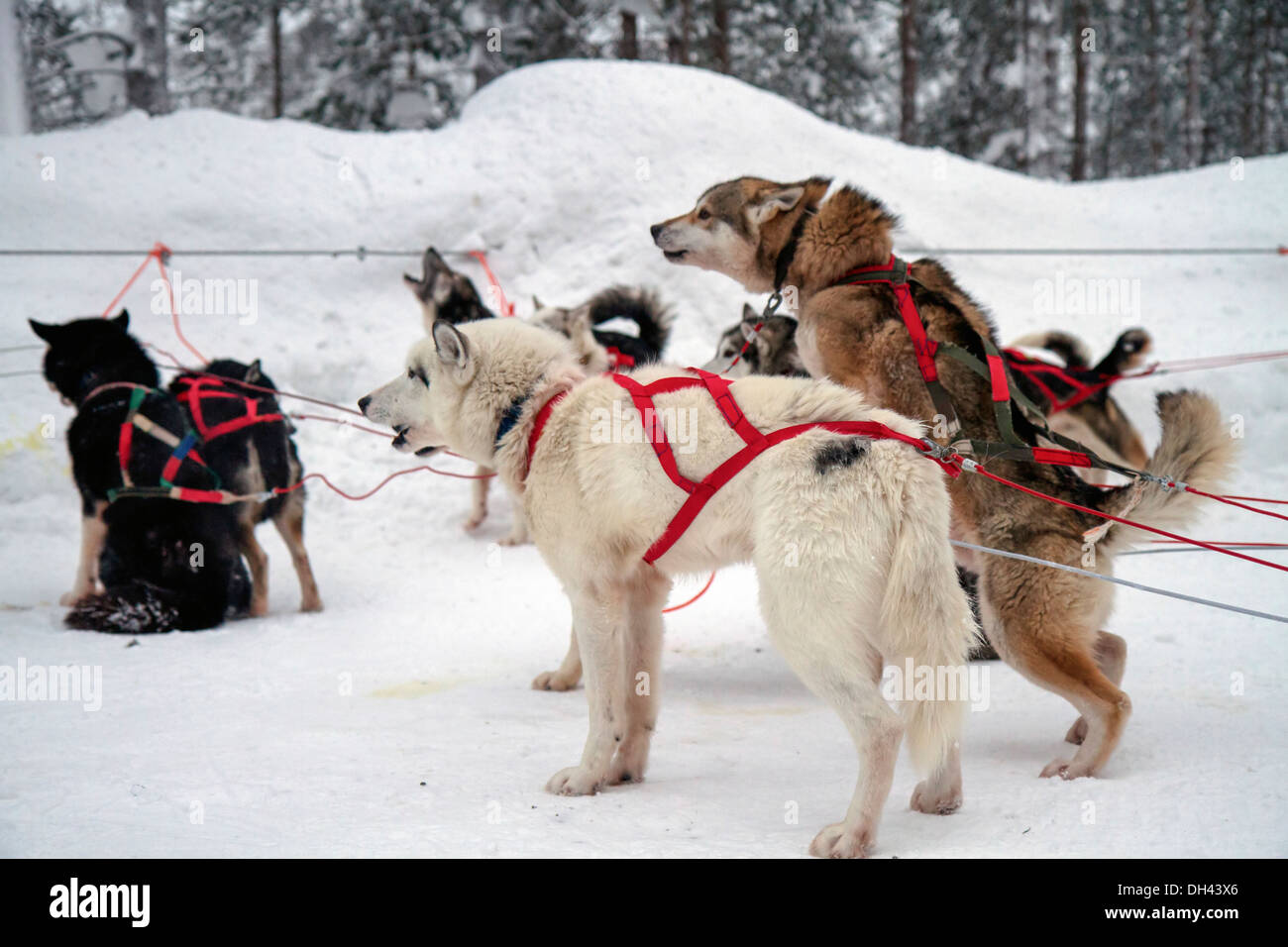 A team of Husky dogs pull a sledge Stock Photo - Alamy