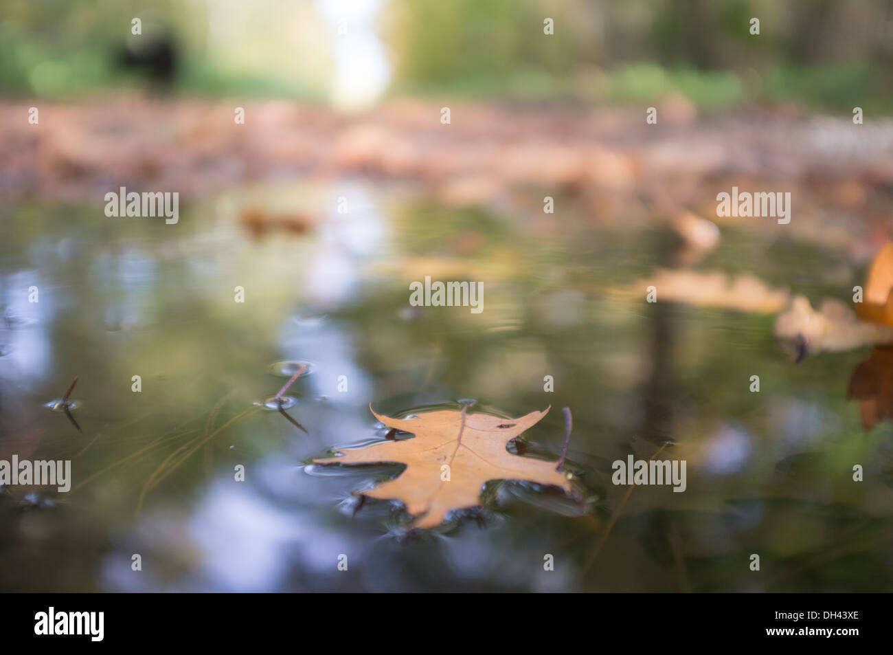 autumn leaf floating in a puddle on a woodland path Stock Photo - Alamy