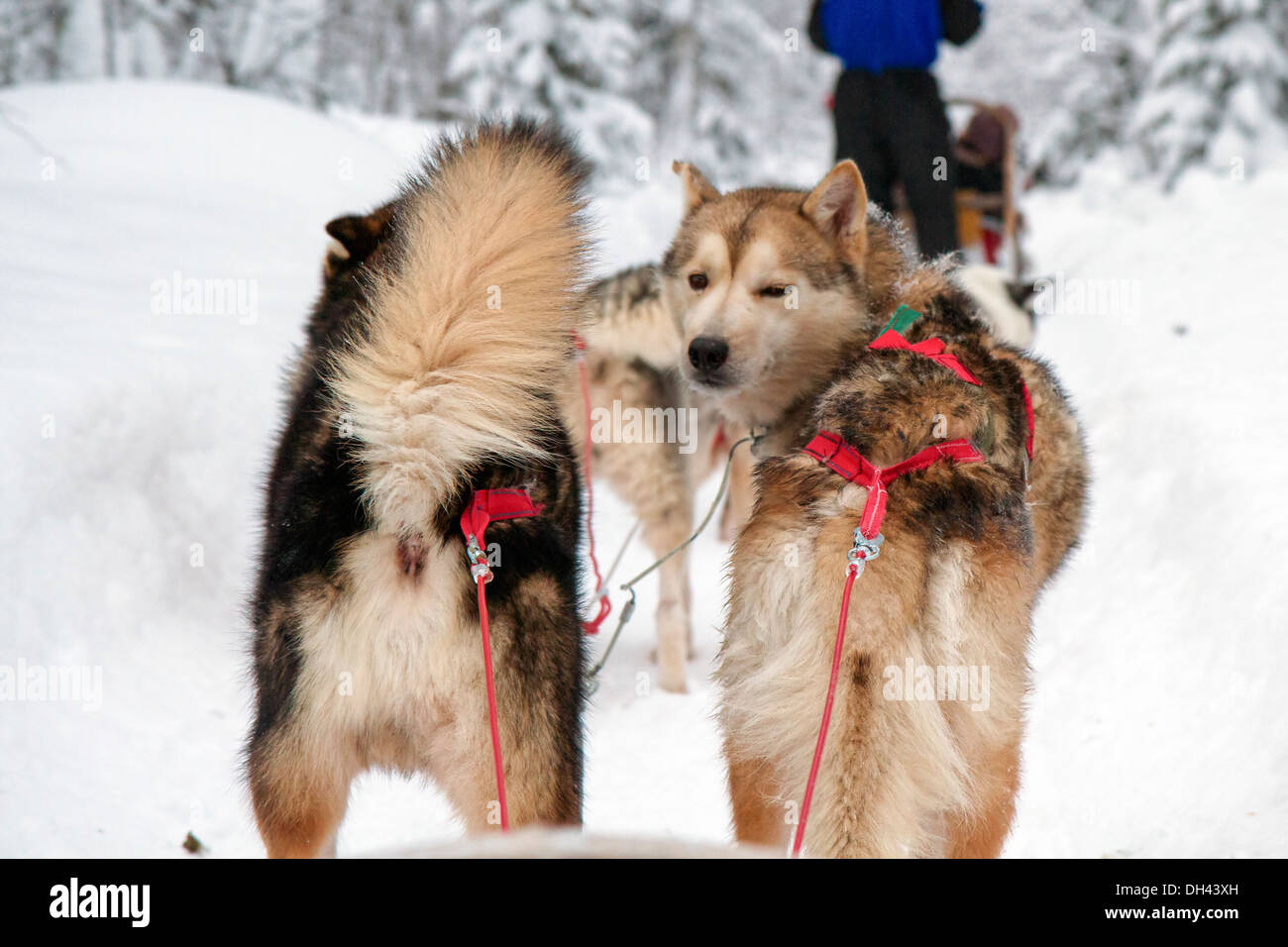 A team of Husky dogs pull a sledge Stock Photo - Alamy