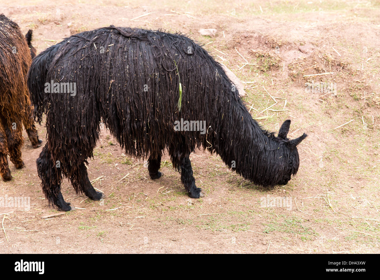 Peruvian vicuna. Farm of llama,alpaca,Vicuna in Peru,South America ...