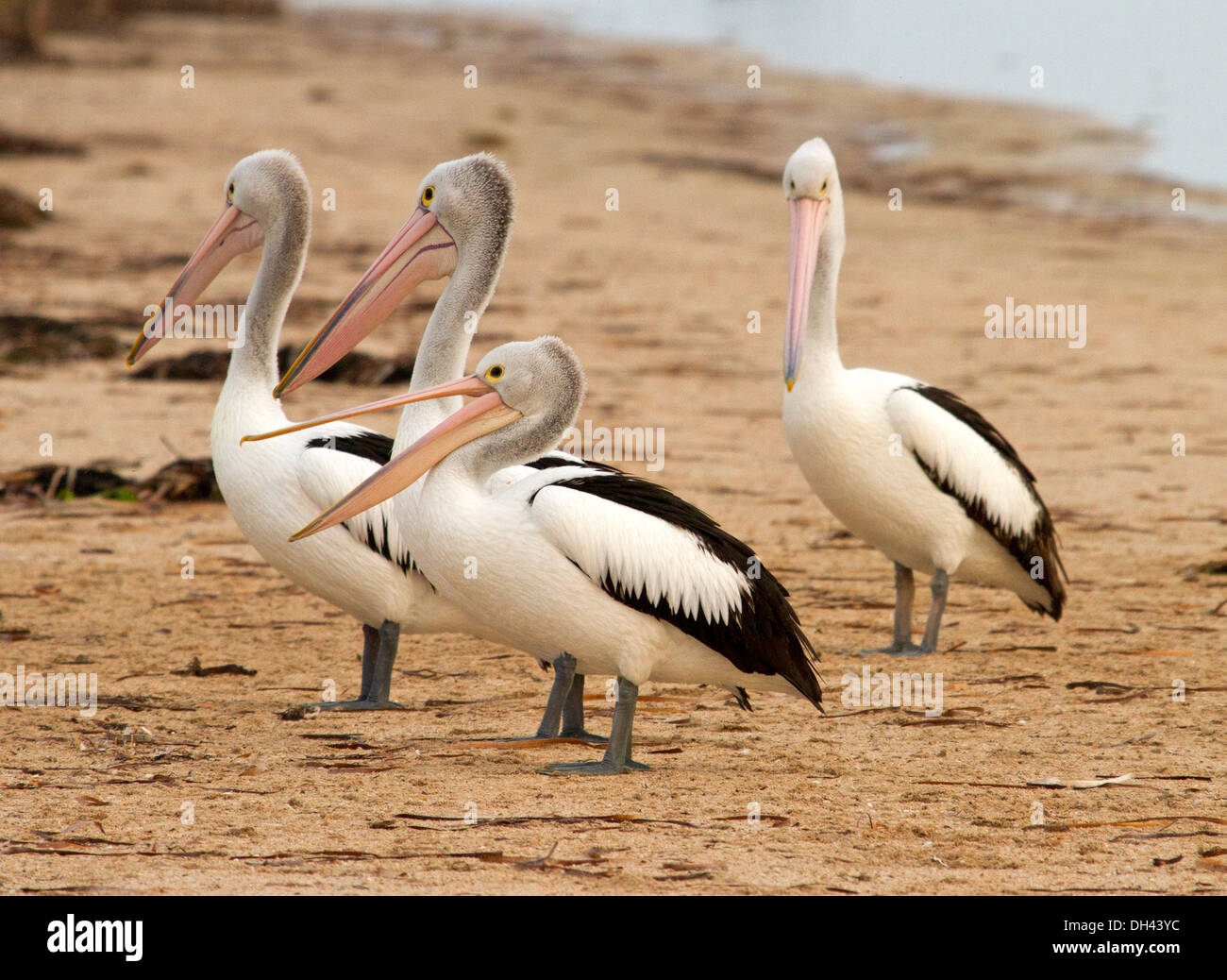 Australian pelican beach hi-res stock photography and images - Alamy