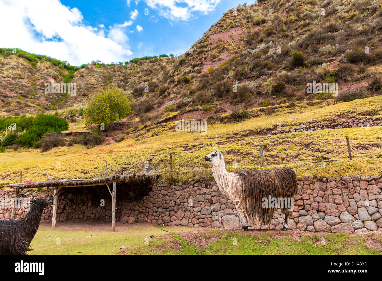 Peruvian Llama. Farm of llama,alpaca,Vicuna in Peru,South America ...