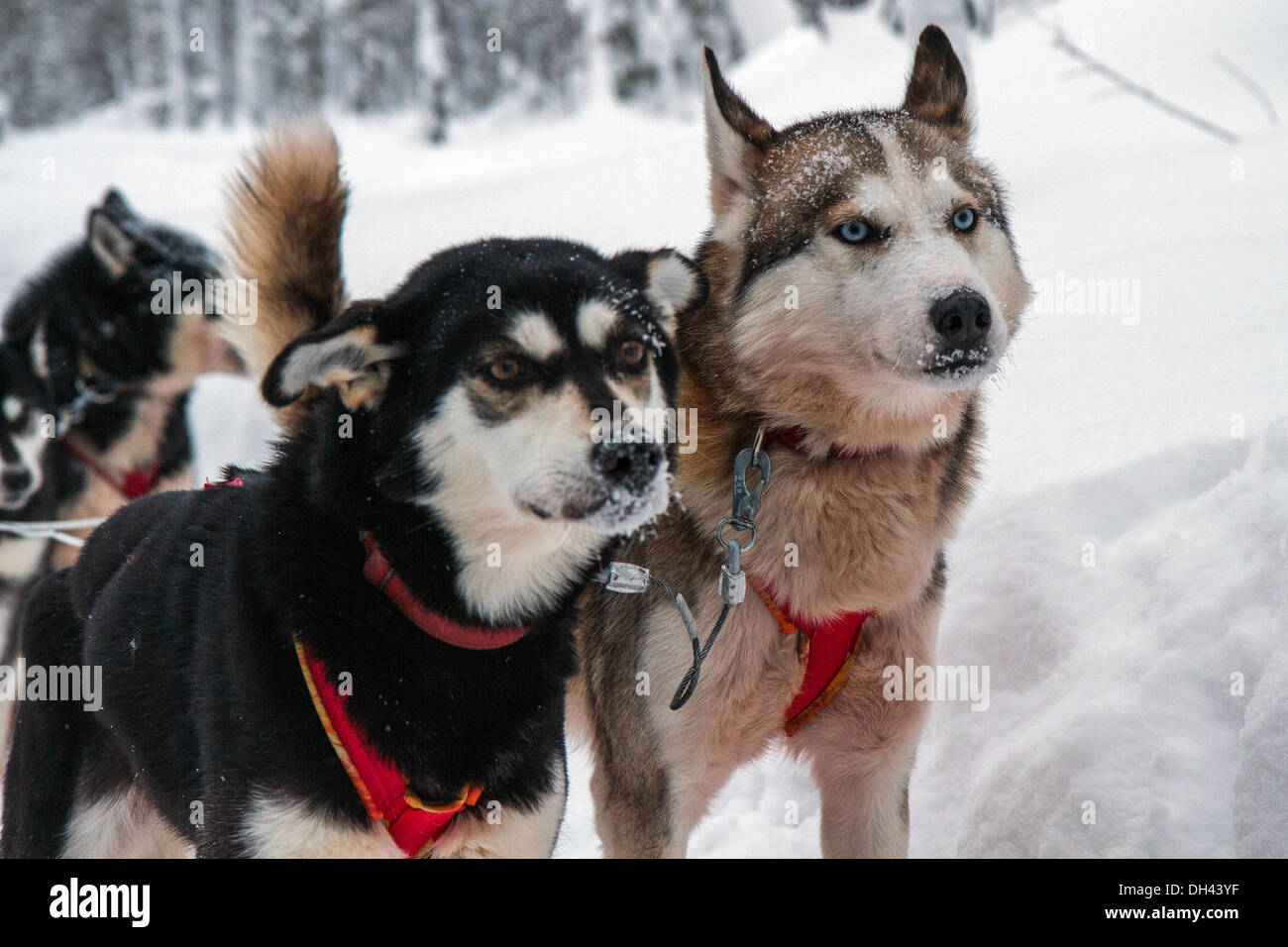 A team of Husky dogs pull a sledge Stock Photo - Alamy